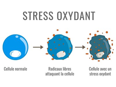 Qu'est-ce que le stress oxydatif